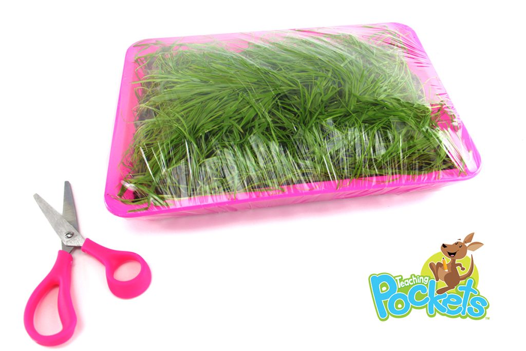 Plant Lifecycle Activity: Grow a Grass House Activity – Teaching Pockets