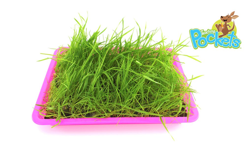 Plant Lifecycle Activity: Grow a Grass House Activity – Teaching Pockets