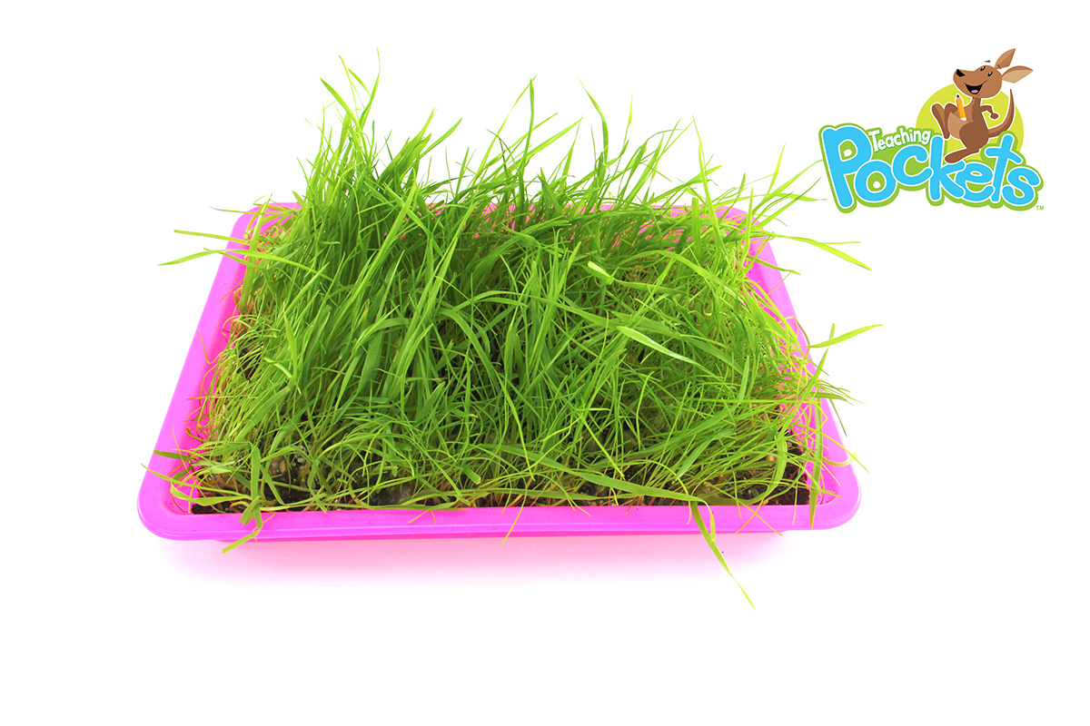 Plant Lifecycle Activity: Grow a Grass House Activity – Teaching Pockets